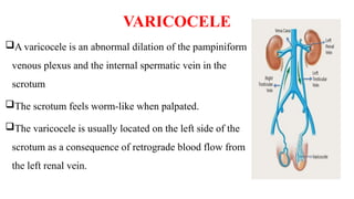 Presentation on Phimosis, Paraphimosis, Balanitis, Varicocele, and ...