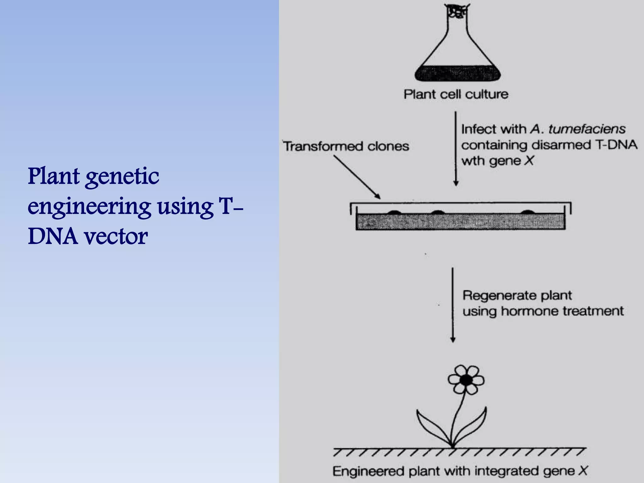 Plant transformation vectors and their types | PPTX