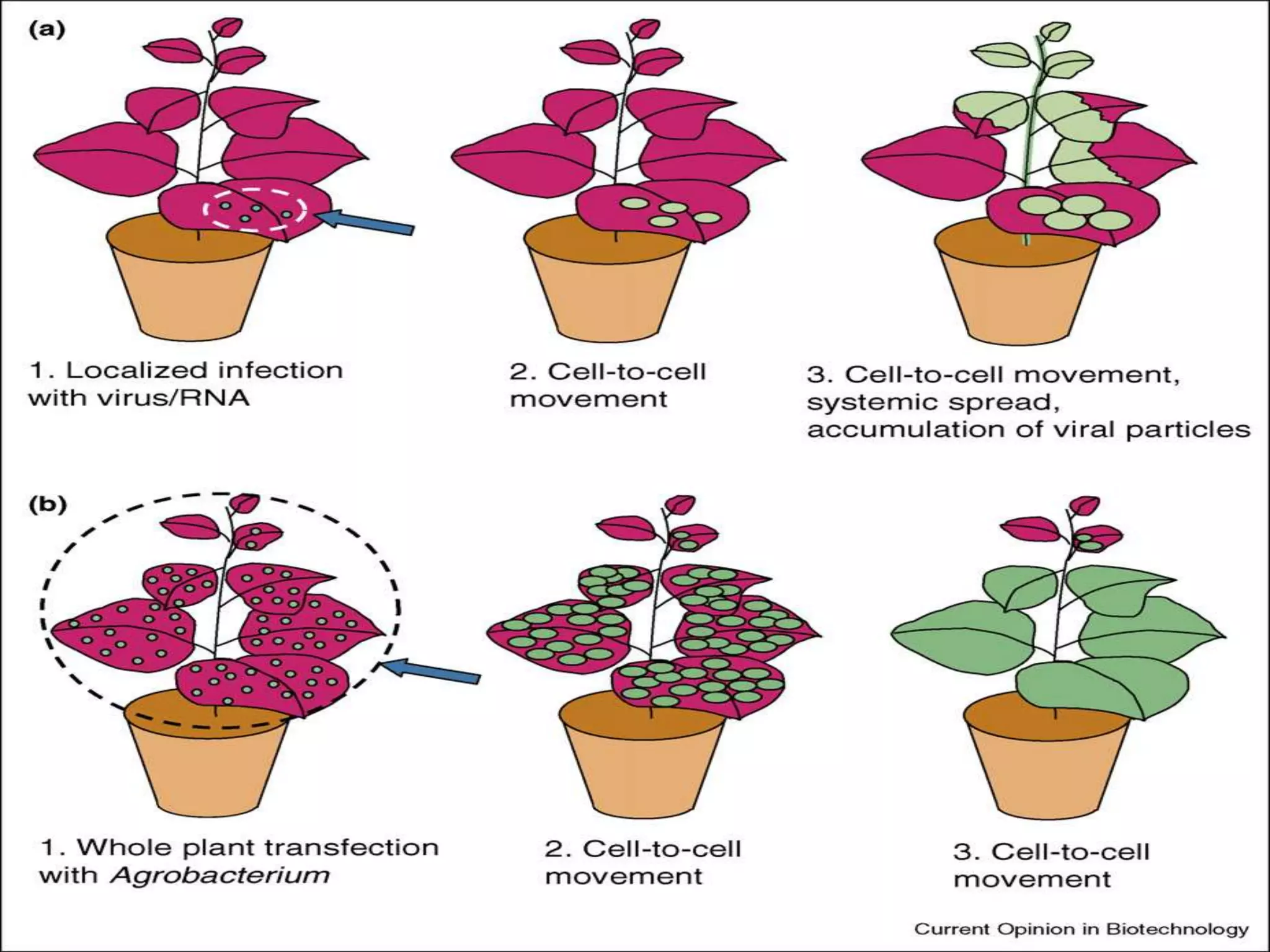 Plant transformation vectors and their types | PPTX