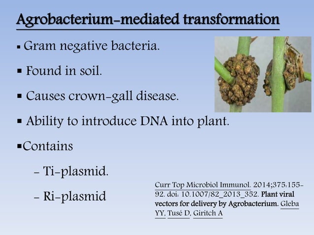Plant transformation vectors and their types