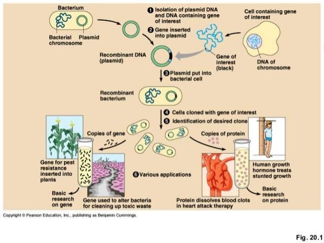 Plant transformation vectors and their types