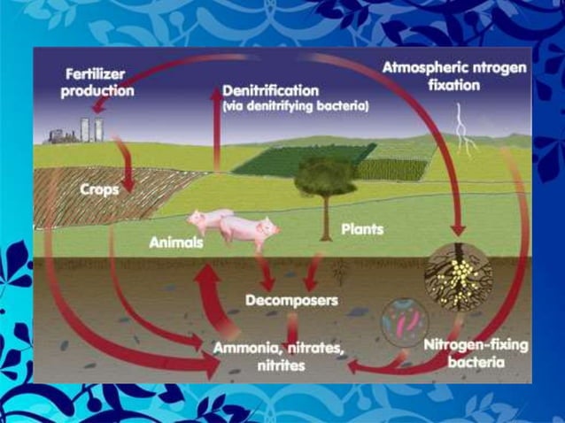 BIO GEO CHEMICAL CYCLE | PPT