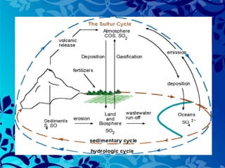BIO GEO CHEMICAL CYCLE | PPTX