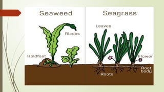 Seagrass Community Noakhali Science and Technology | PPTX