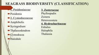 Seagrass Community Noakhali Science and Technology | PPTX