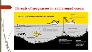 Seagrass Community Noakhali Science and Technology | PPTX