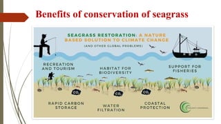 Seagrass Community Noakhali Science and Technology | PPTX