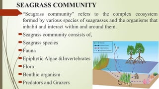 Seagrass Community Noakhali Science and Technology | PPTX