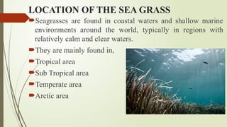 Seagrass Community Noakhali Science and Technology | PPTX