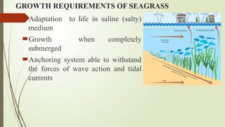 Seagrass Community Noakhali Science and Technology | PPTX