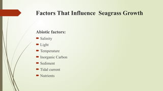 Seagrass Community Noakhali Science and Technology | PPTX