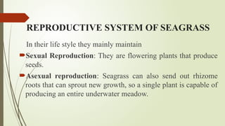 Seagrass Community Noakhali Science and Technology | PPTX