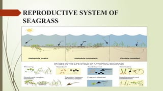Seagrass Community Noakhali Science and Technology | PPTX
