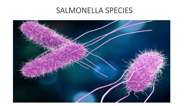 GROUP 3.pptx, Salmonella species , Gram negative bacteria. | PPTX
