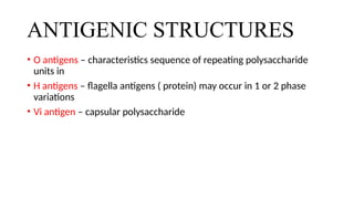 GROUP 3.pptx, Salmonella species , Gram negative bacteria. | PPTX