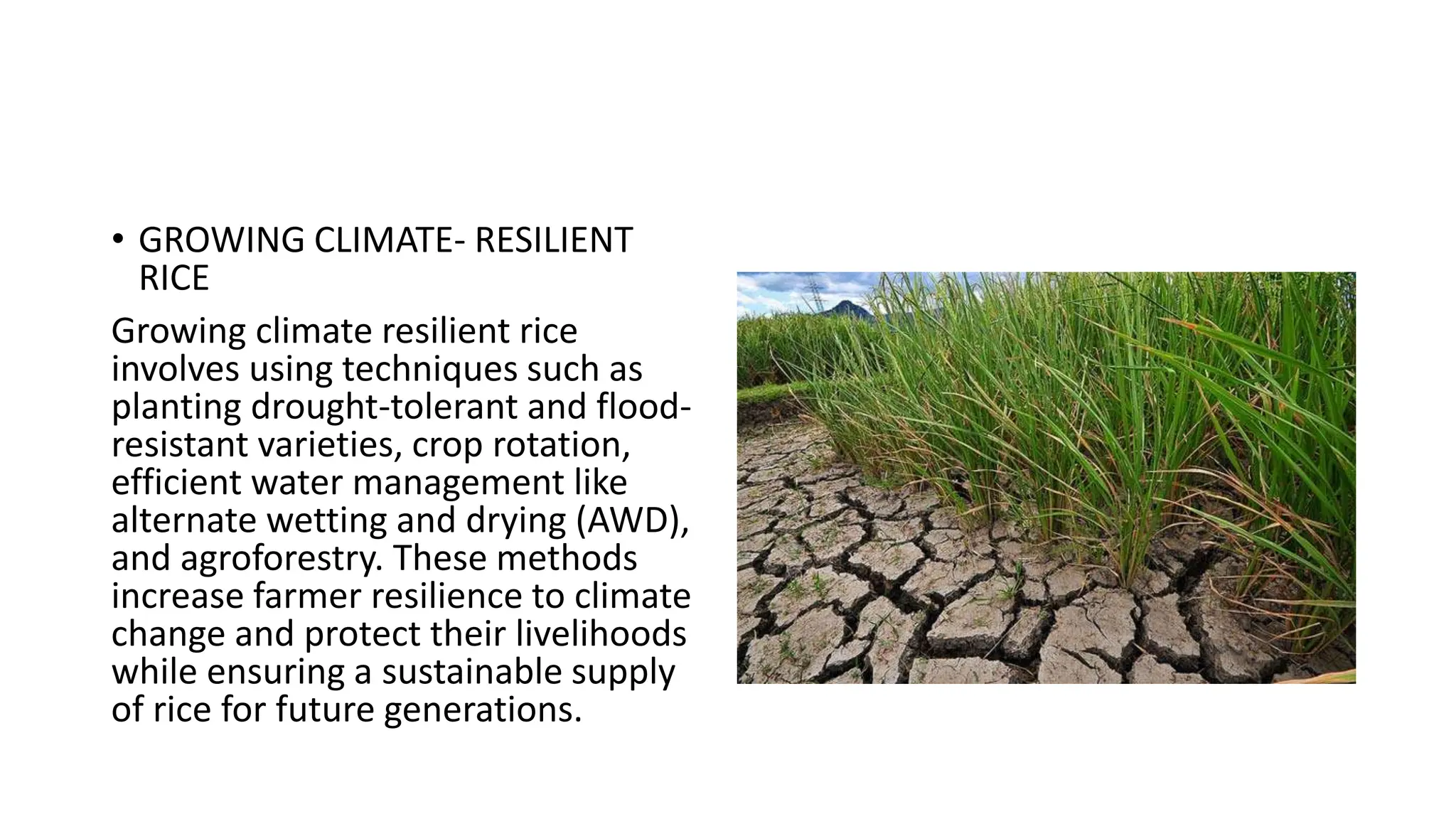 climate smart agriculture.pptx