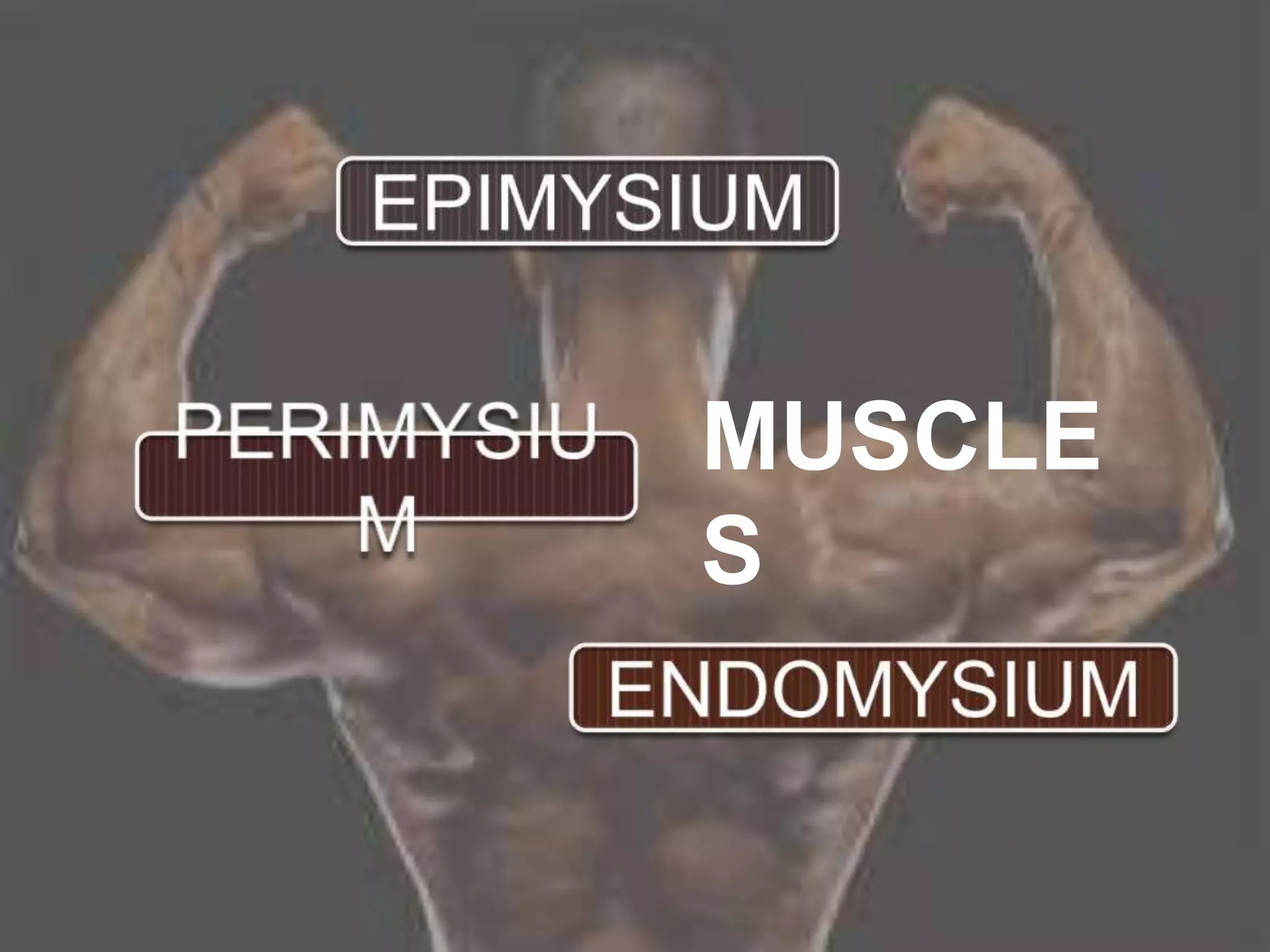 Comparative Anatomy - Muscular System | PPTX