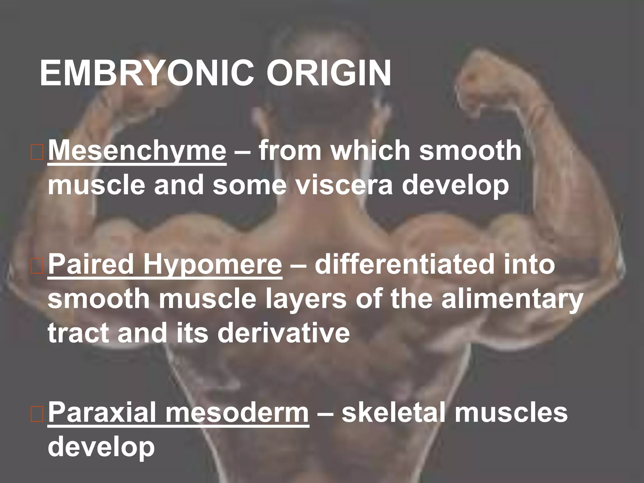 Comparative Anatomy - Muscular System | PPTX