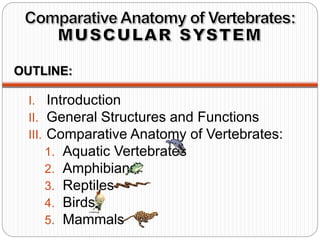 Bird Muscular System