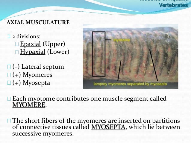 Comparative Anatomy - Muscular System