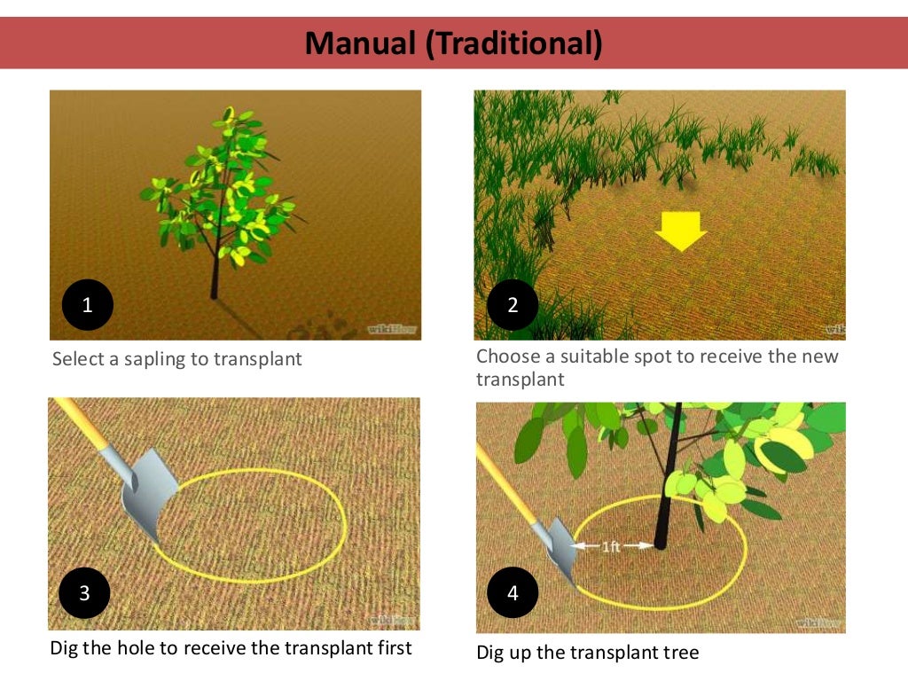 Tree Transplanting