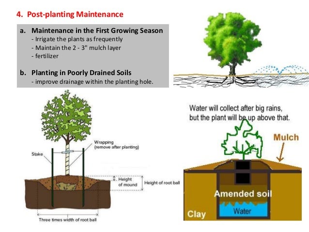 Tree Transplanting