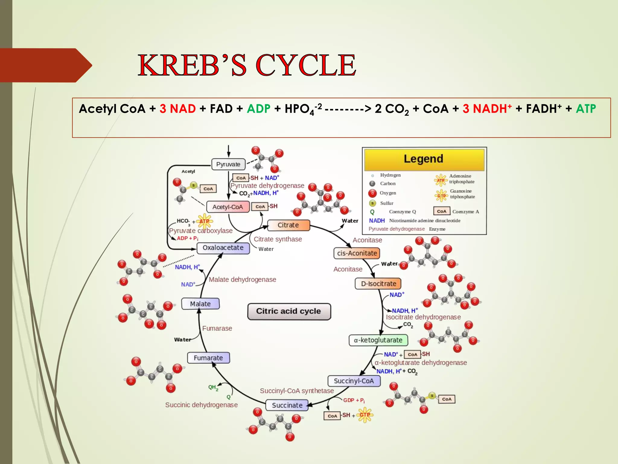 (Group3)atp adp-nad-nadh catabolism | PPTX