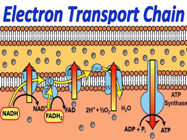 (Group3)atp adp-nad-nadh catabolism | PPTX