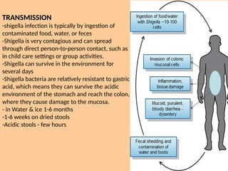 Group 3 Shigella.pptxfjfjfjffjjdjfjfjfjfjf | PPTX | Infectious Diseases ...