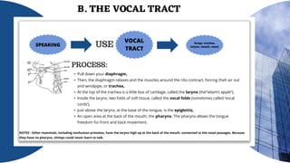Linguistic_The sound of language PPT.pdf