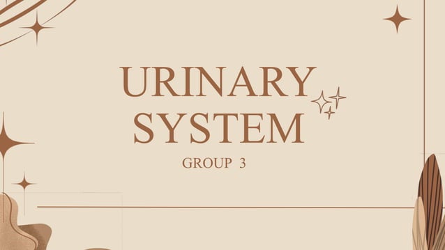 group 3 urinary system ppt 1234567891011 | PPT