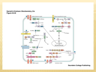 SIGNALING PATHWAY FROM THE MEMBRANE TO NUCLEUS | PPTX