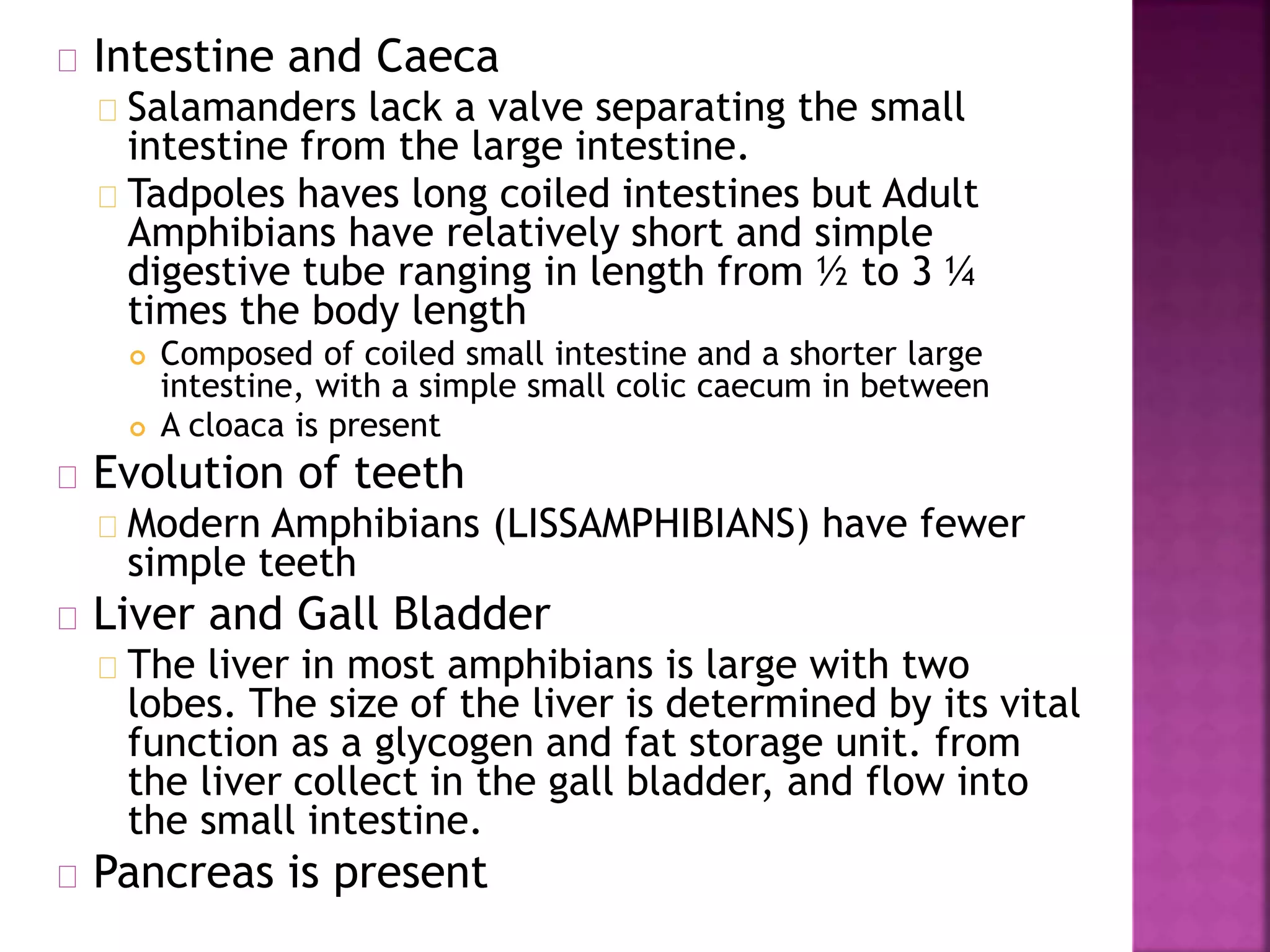 Comparative Anatomy - Digestive System | PPTX