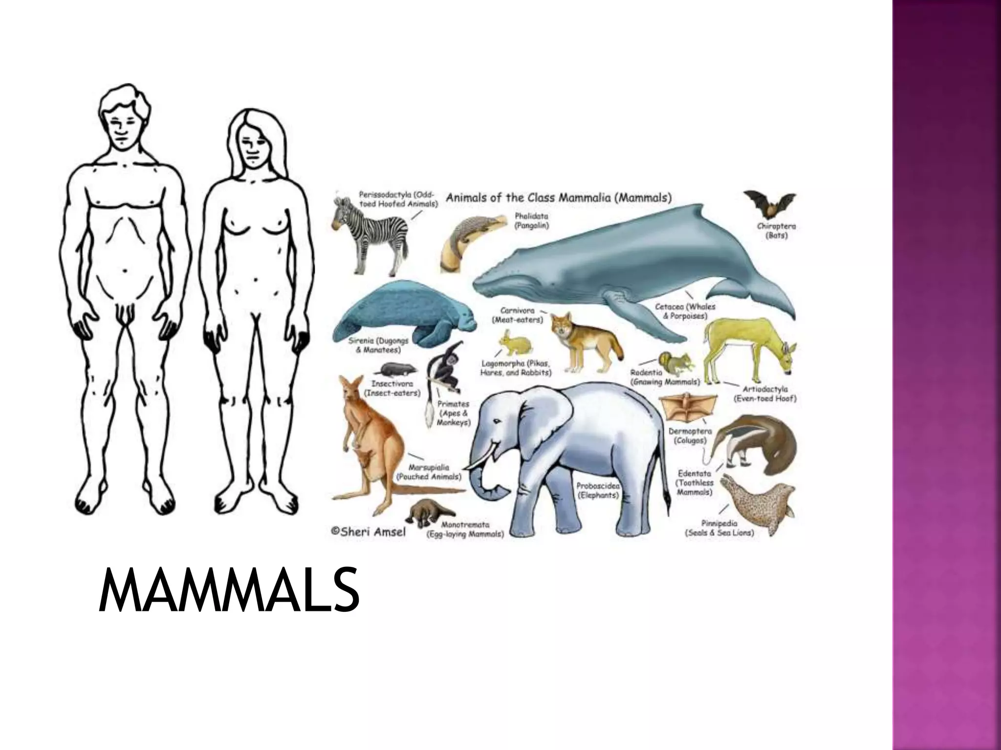 Comparative Anatomy - Digestive System | PPTX