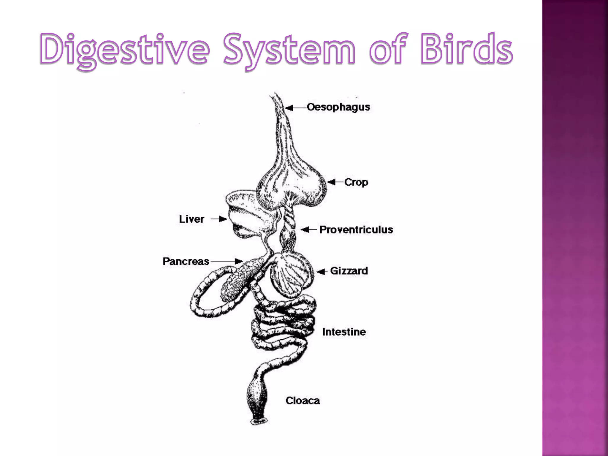 Comparative Anatomy - Digestive System | PPTX