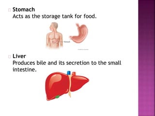 Comparative Anatomy - Digestive System | PPTX