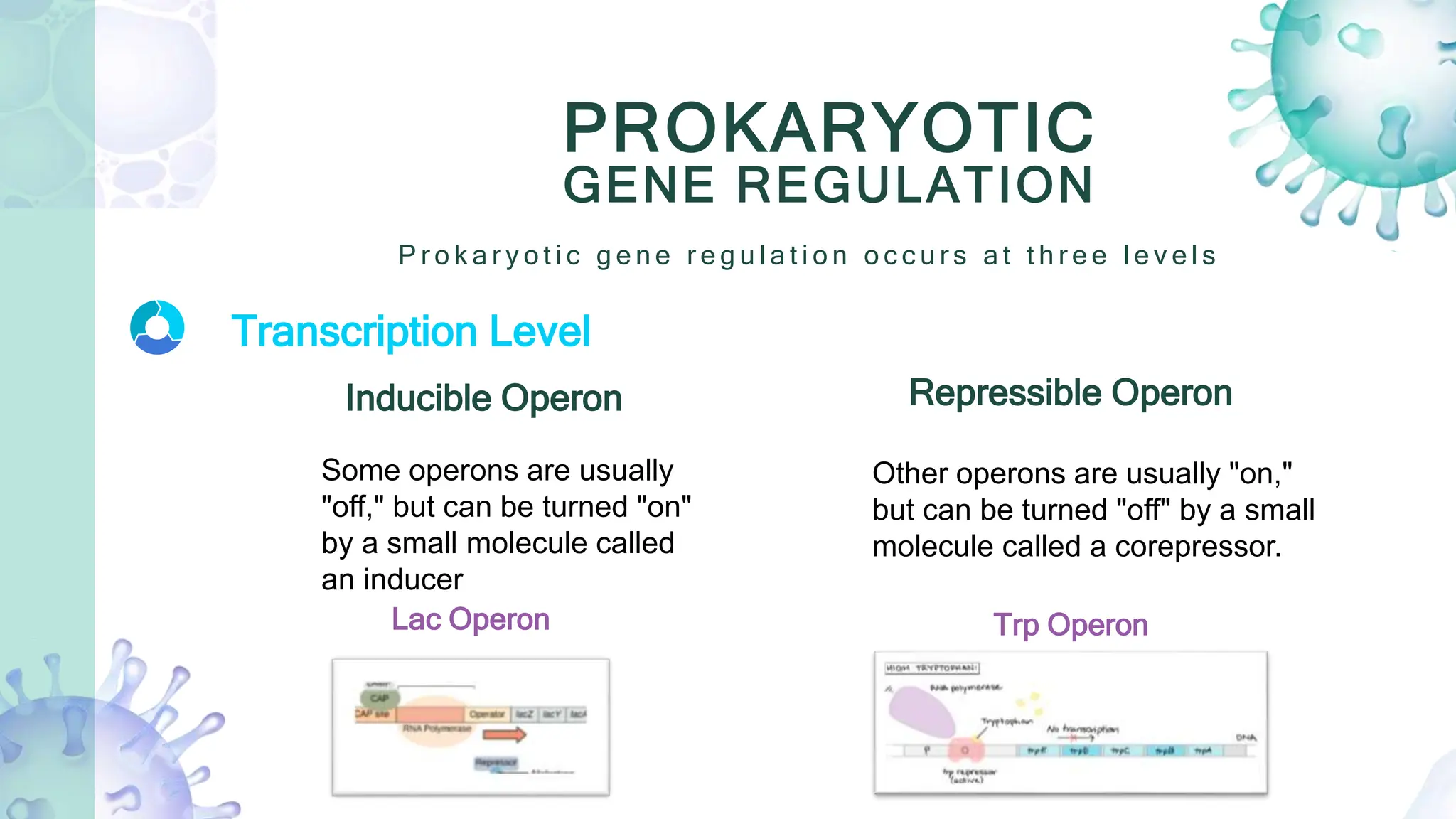 Group 4 - Gene Regulation in Prokayryotes and Eukaryotes.pptx