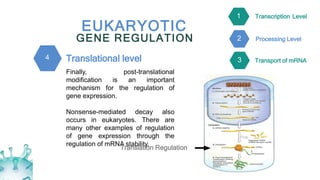 Group 4 - Gene Regulation in Prokayryotes and Eukaryotes.pptx