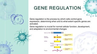 Group 4 - Gene Regulation in Prokayryotes and Eukaryotes.pptx
