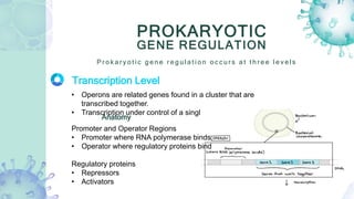 Group 4 - Gene Regulation in Prokayryotes and Eukaryotes.pptx