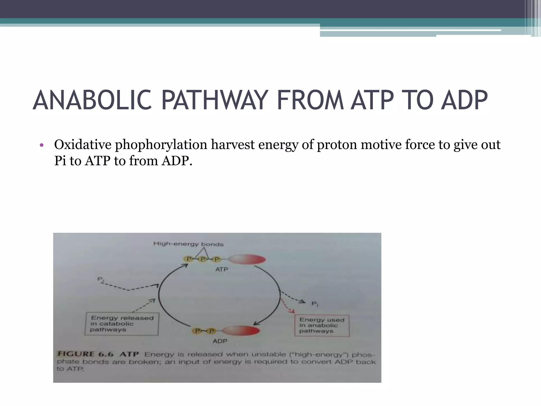 (Group4)atp adp-nad-nadh anabolism | PPTX