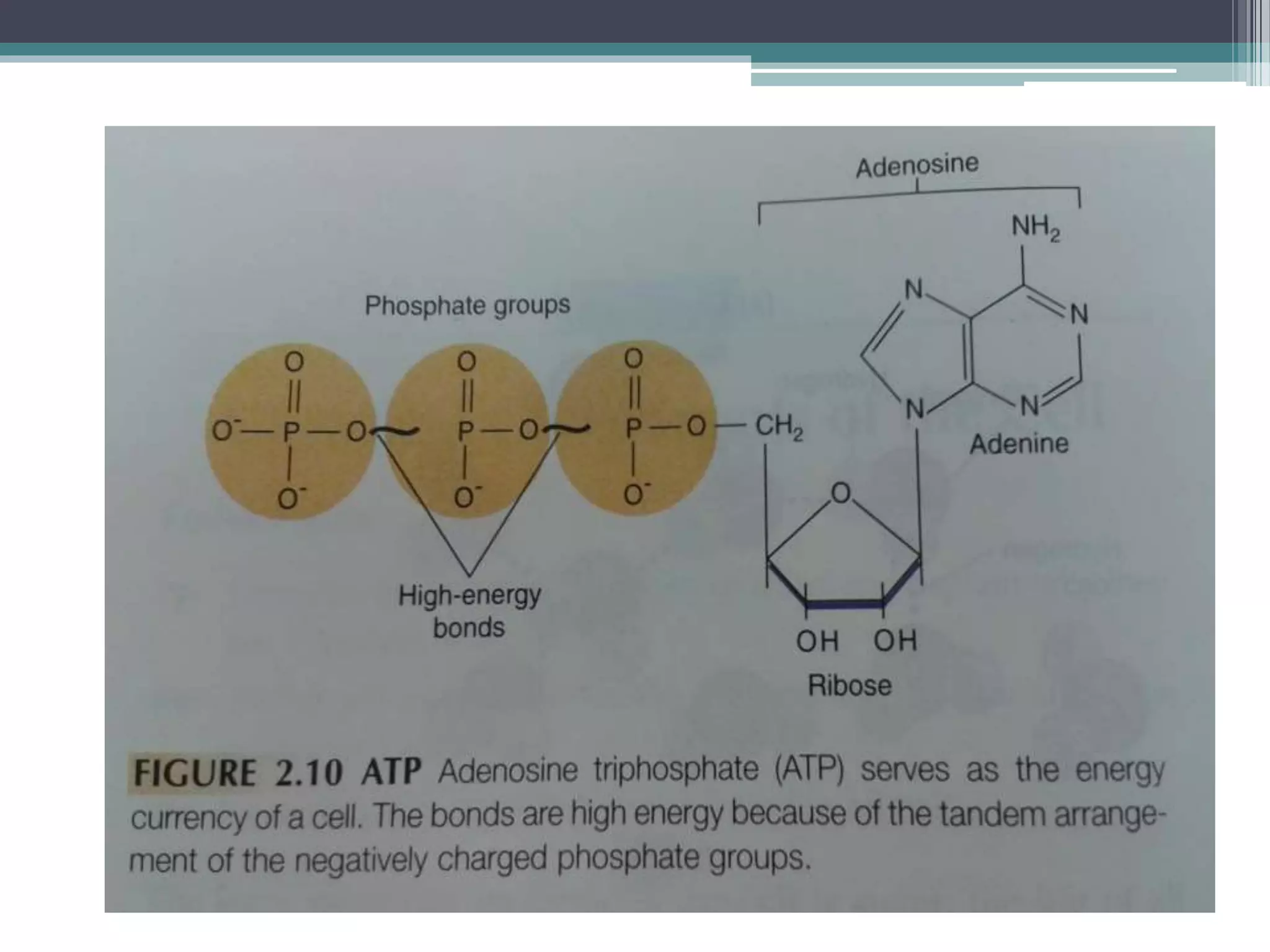 (Group4)atp adp-nad-nadh anabolism | PPTX