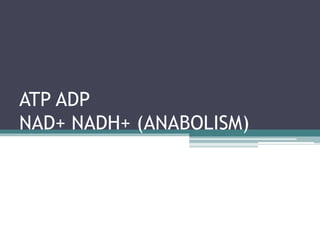 (Group4)atp adp-nad-nadh anabolism | PPTX