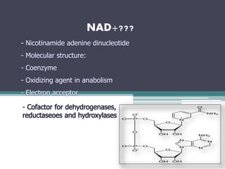 (Group4)atp adp-nad-nadh anabolism | PPTX