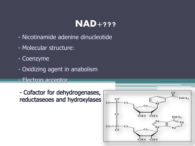 (Group4)atp adp-nad-nadh anabolism | PPTX | Chemistry | Science