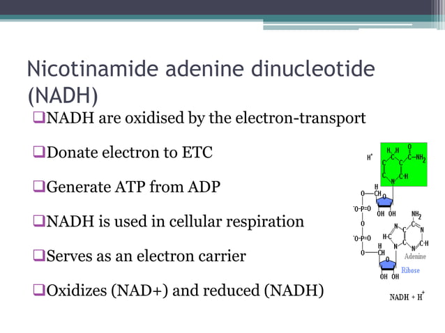 (Group4)atp adp-nad-nadh anabolism | PPTX | Chemistry | Science