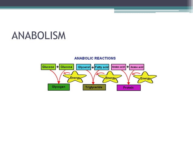 (Group4)atp adp-nad-nadh anabolism | PPTX | Chemistry | Science