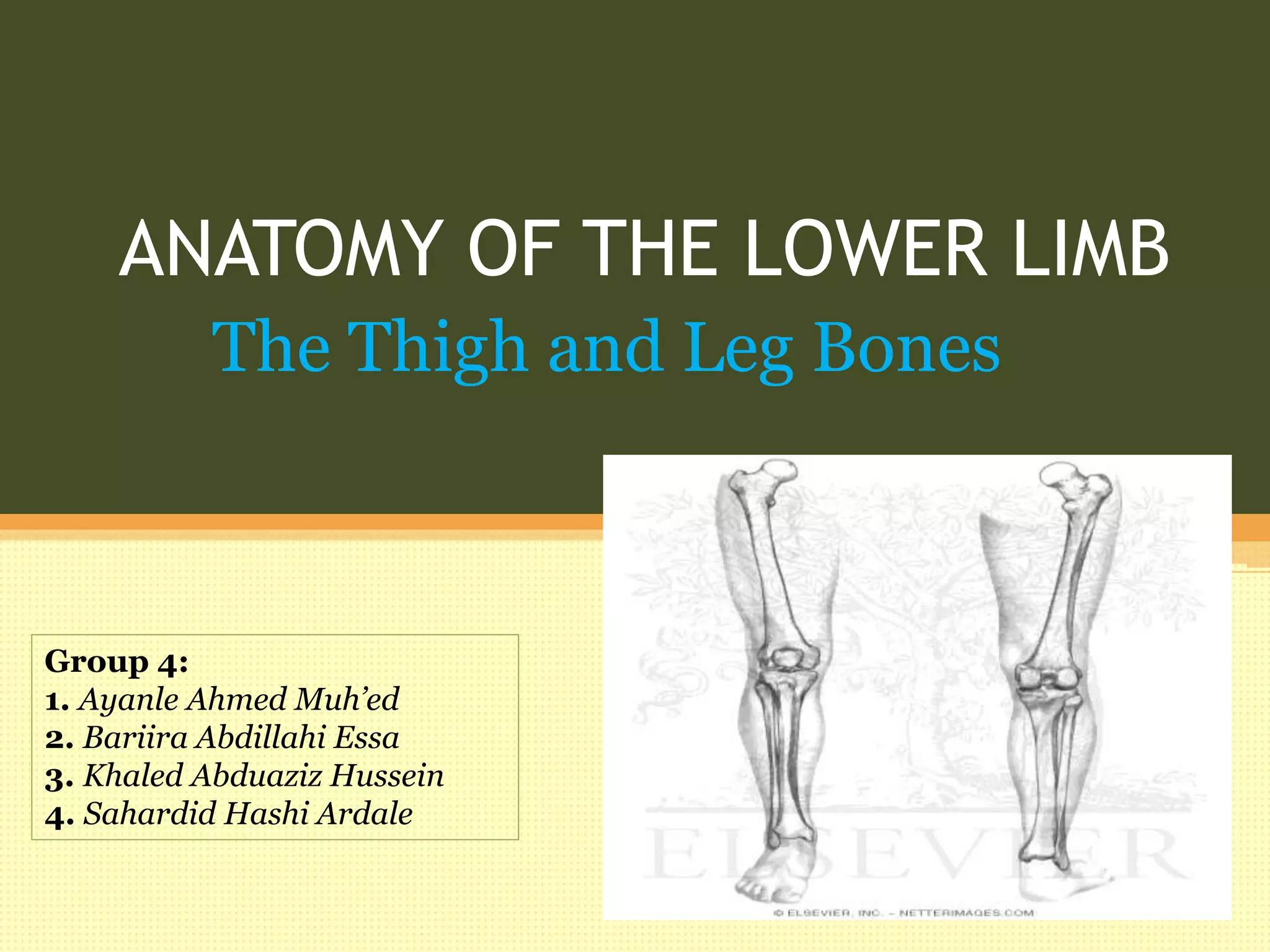 Anatomy of lower extremities | PPTX