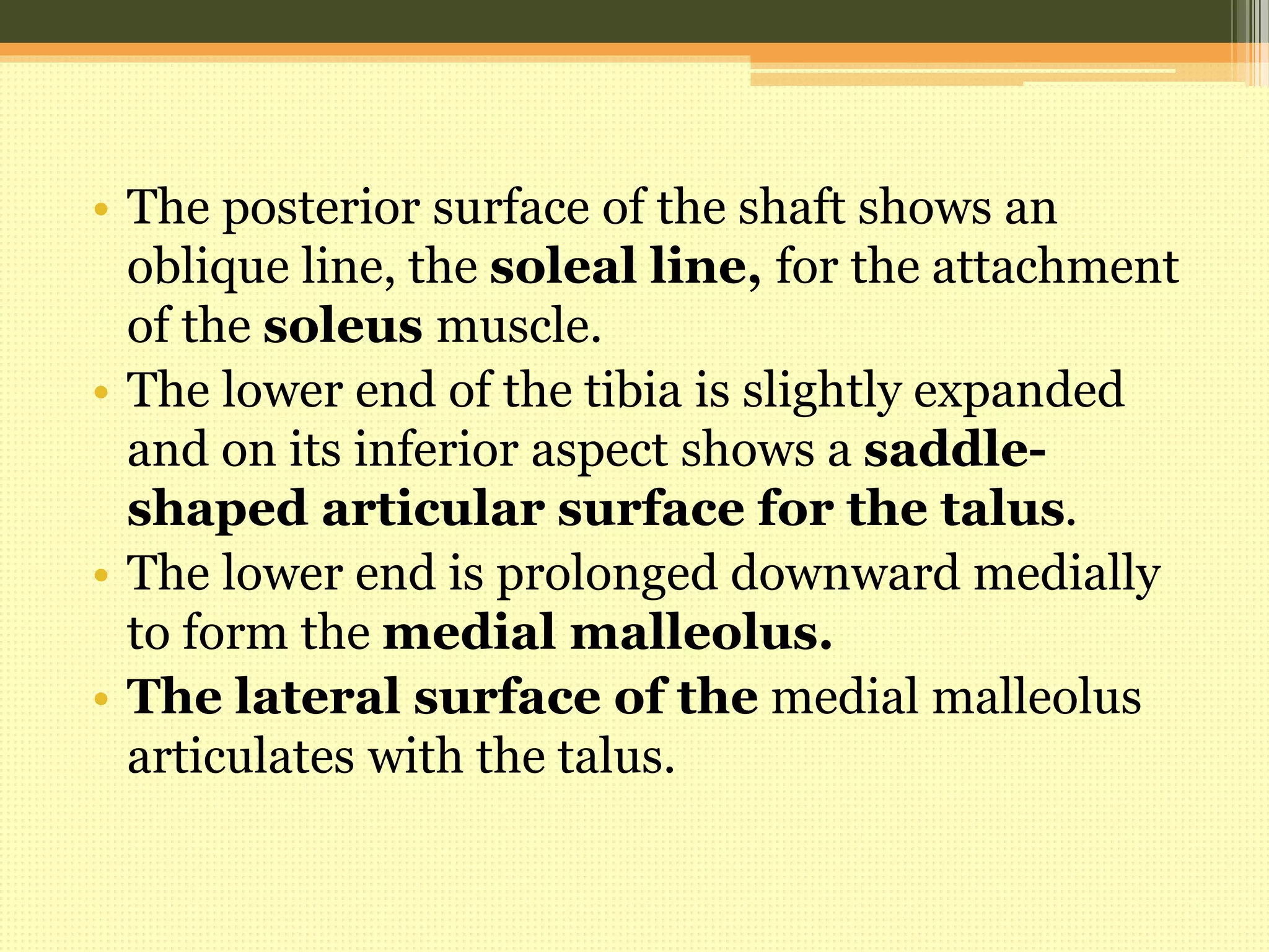 Anatomy of lower extremities | PPTX