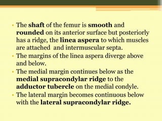 Anatomy of lower extremities | PPTX